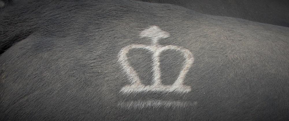 Home | Langi Kal Kal Angus