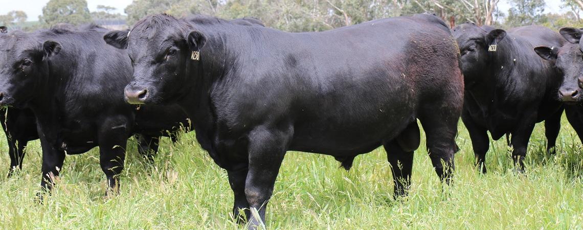 Home | Langi Kal Kal Angus