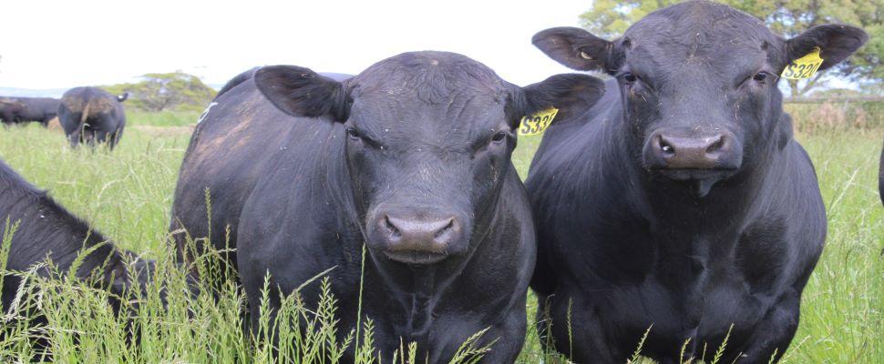 Home | Langi Kal Kal Angus